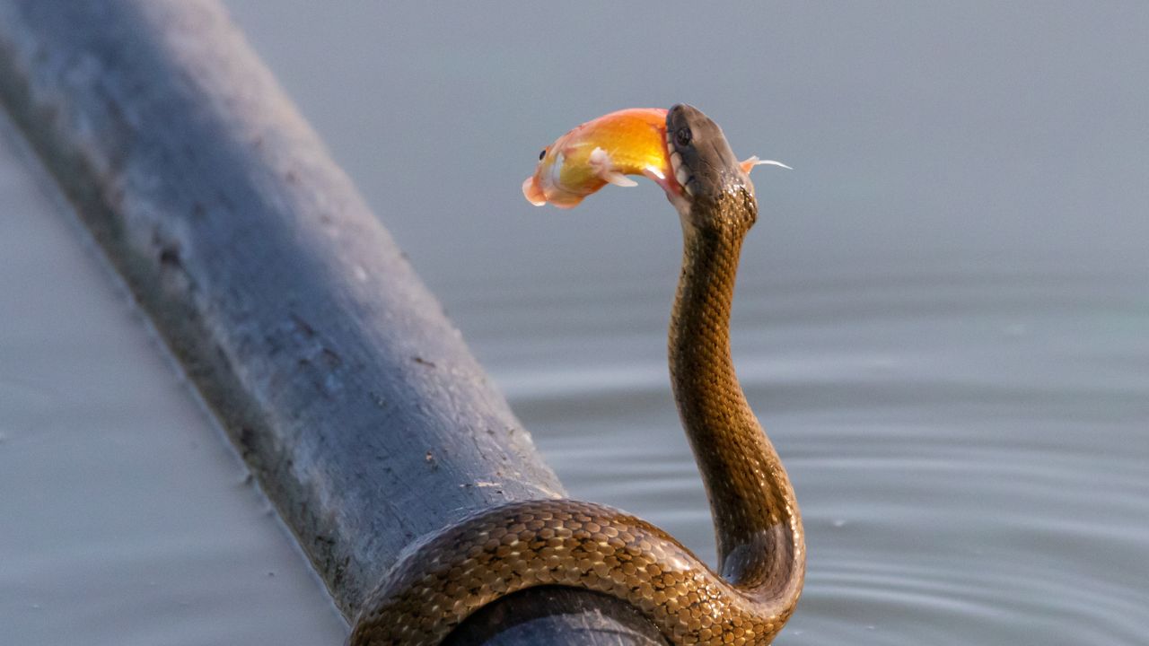 does water attract snakes