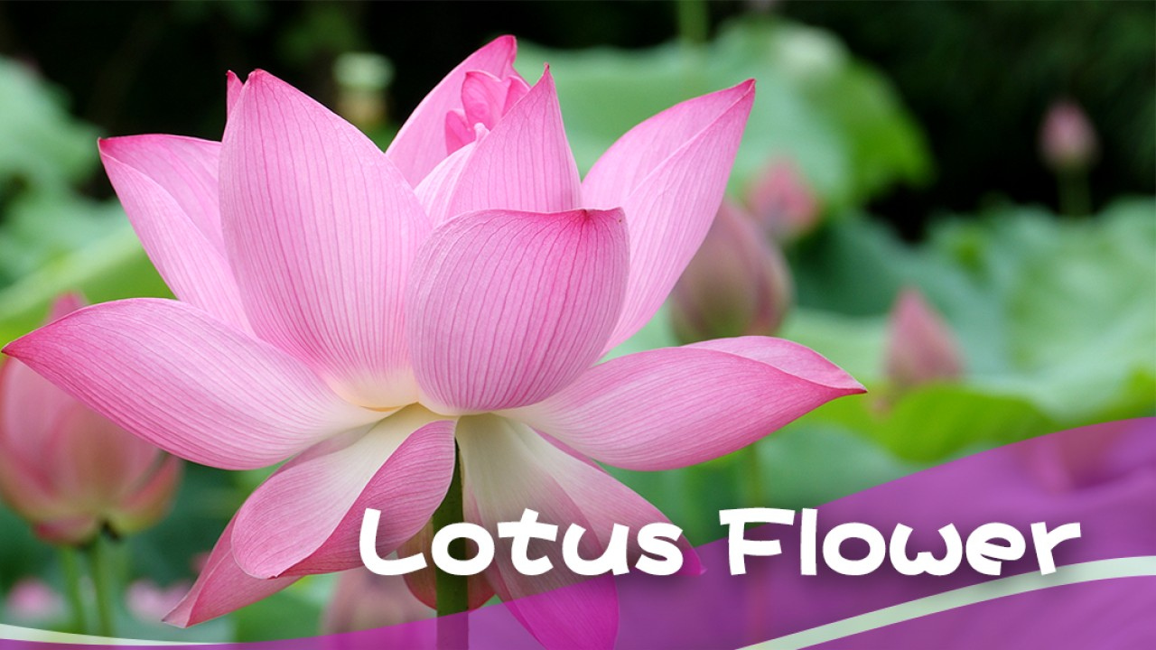 lotus blossom example