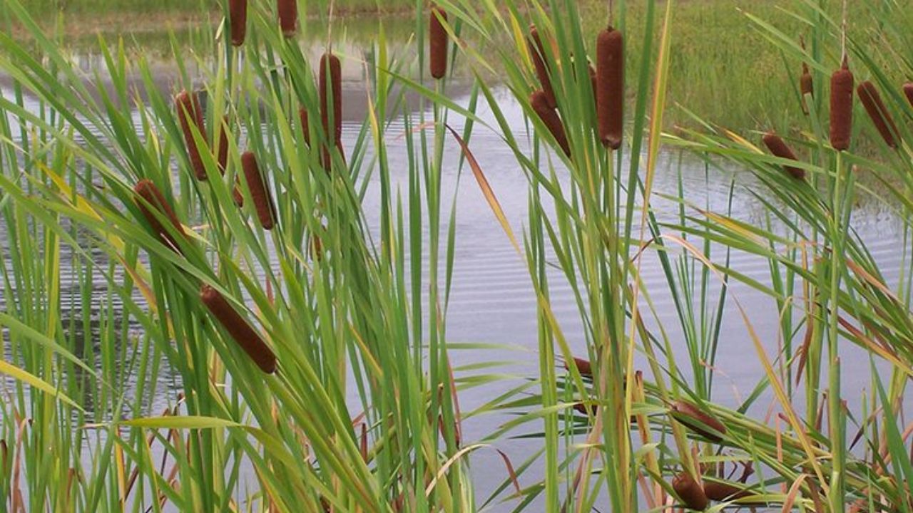 Pond Reeds: A Guide to Growing and Caring for These Versatile Plants