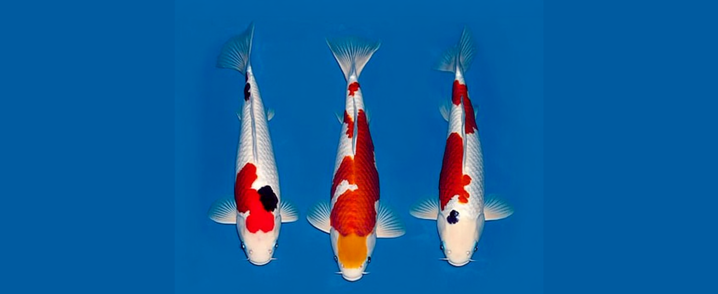 ghost koi varieties