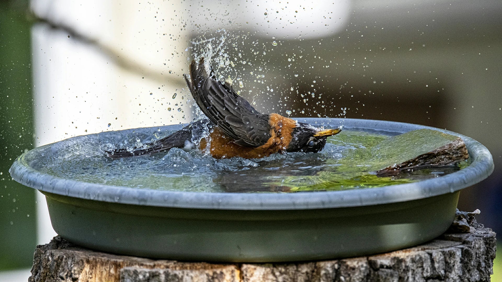 shallow bird bath pump