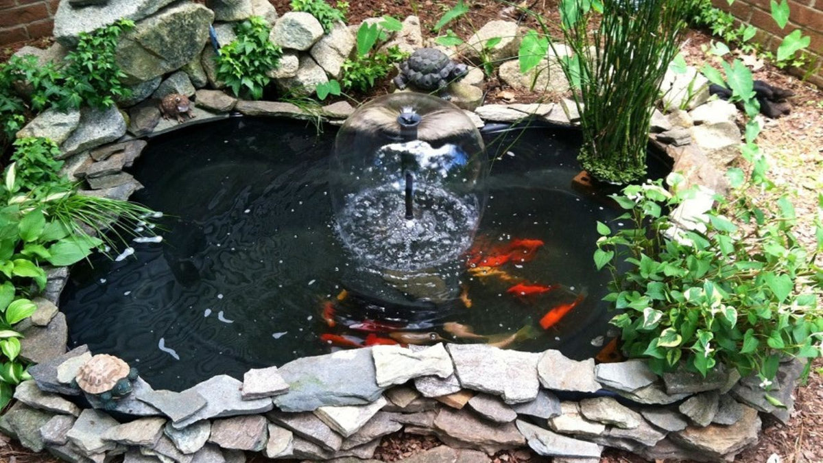 does fish pond need sunlight