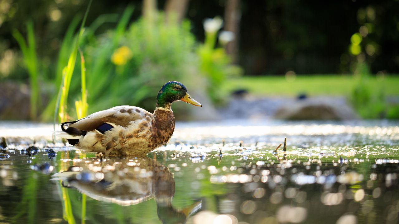Wildlife Pond Corridors | Ecological Garden Pond Design Ideas