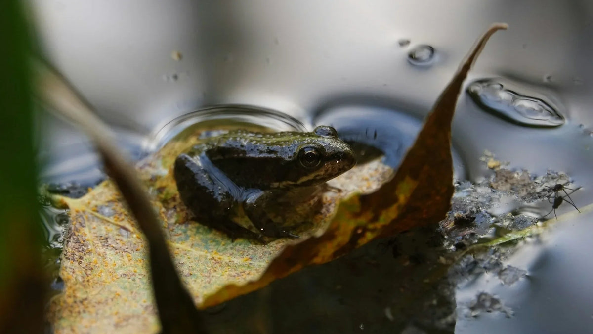 what to feed froglets