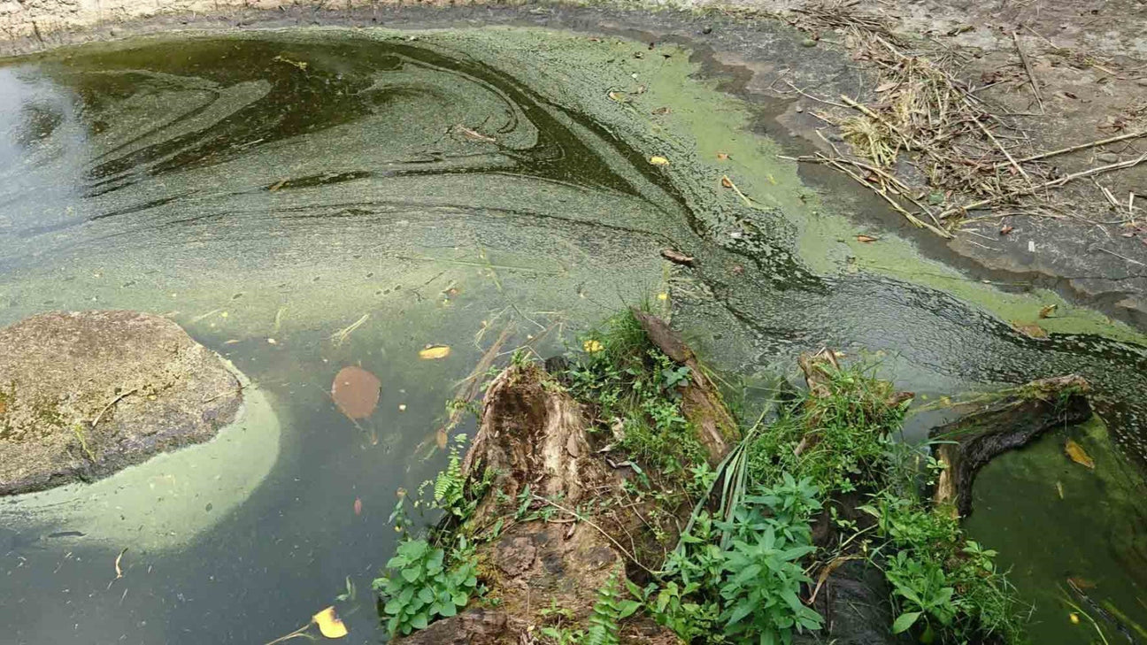 Effects of Fertilizer on Freshwater Ponds: What You Need to Know