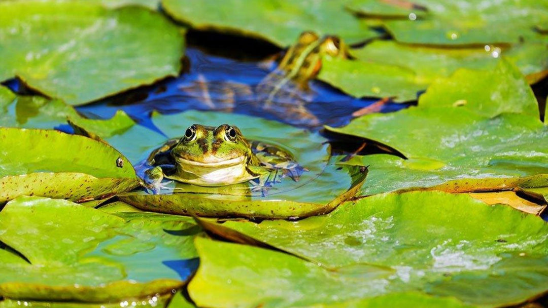 Frog Pond: How to Create the Perfect Habitat in Your Backyard – Poposoap
