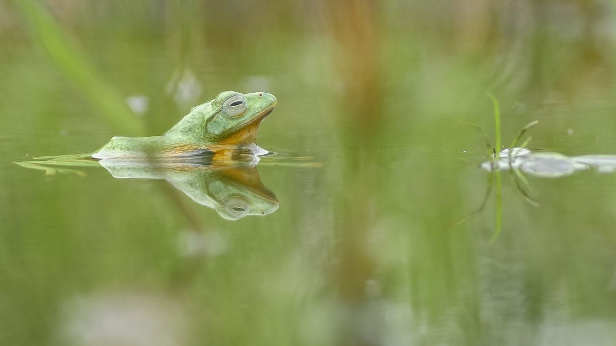 Green Frog vs. Bullfrog: Key Differences & Pond Management Tips