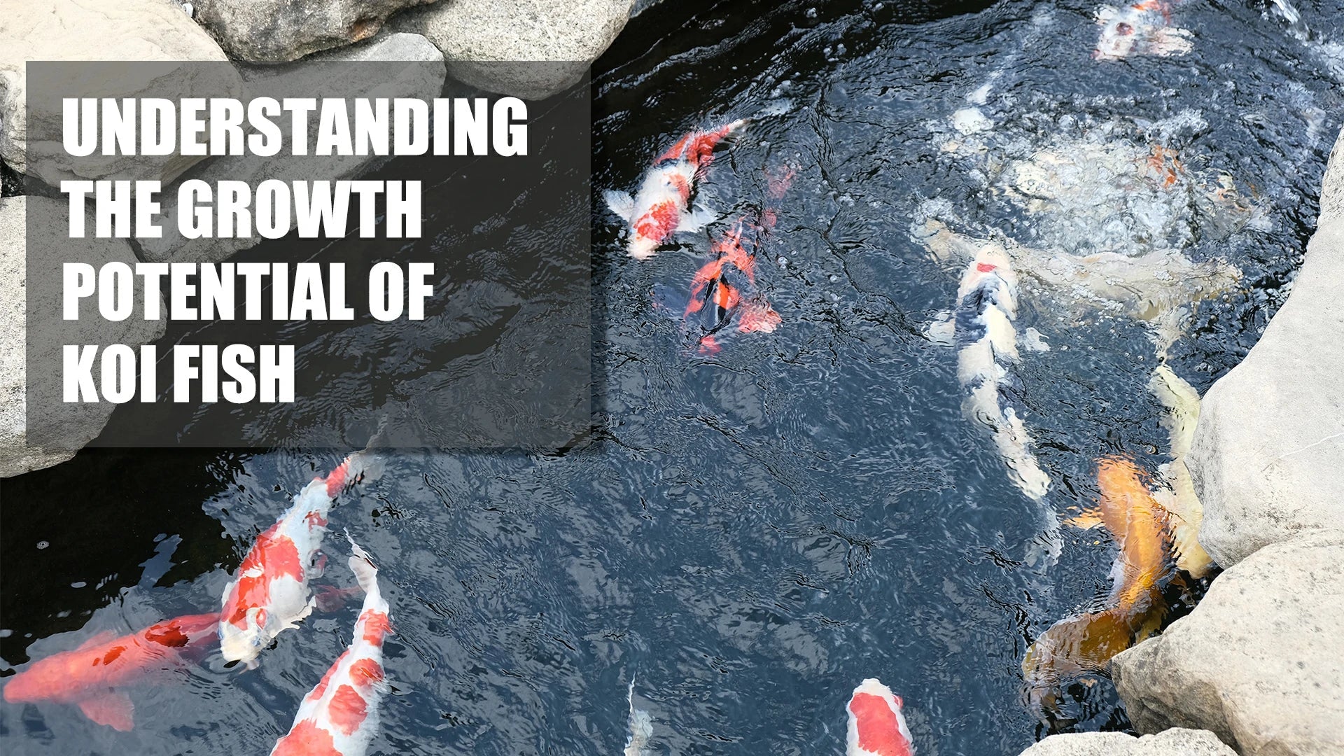 How Big Do Koi Get? Koi Fish Growth Guide by Type