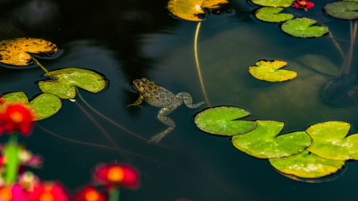 Attract Frogs to Your Pond | Create a Frog Friendly Wildlife Habitat