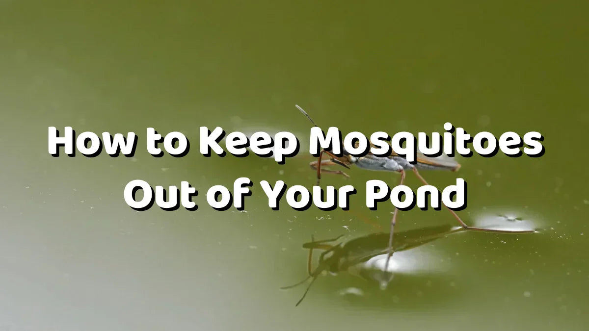How to Keep Mosquitoes Out of Your Pond: 6 Effective Solutions