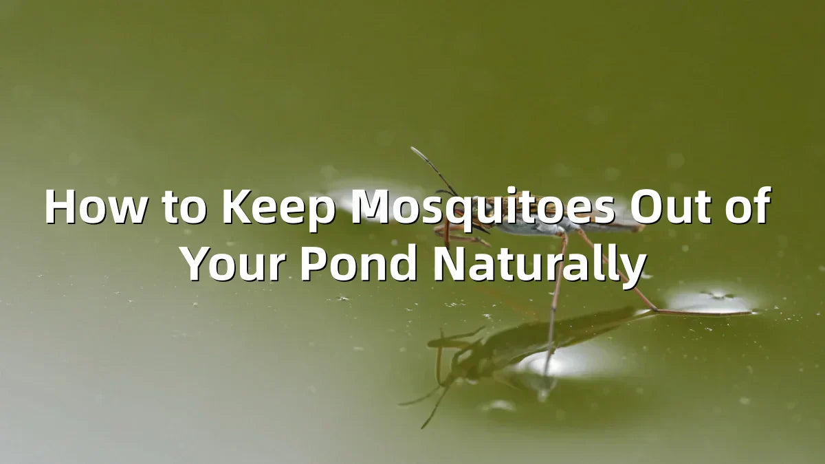 Natural Mosquito Control for Ponds | Eco Water Garden Tips