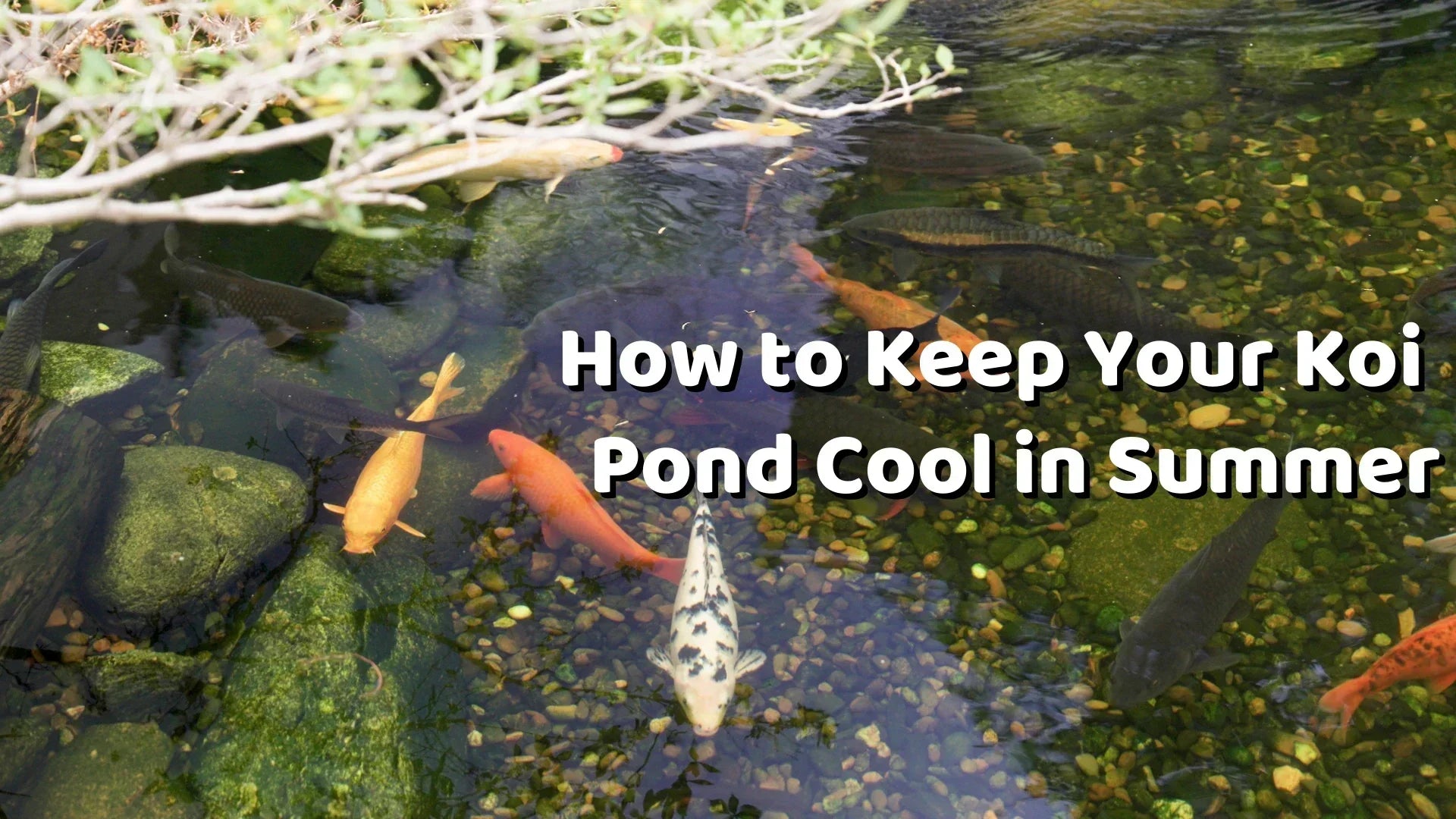 How to Keep Your Koi Pond Cool in Summer: Water Temp Tips