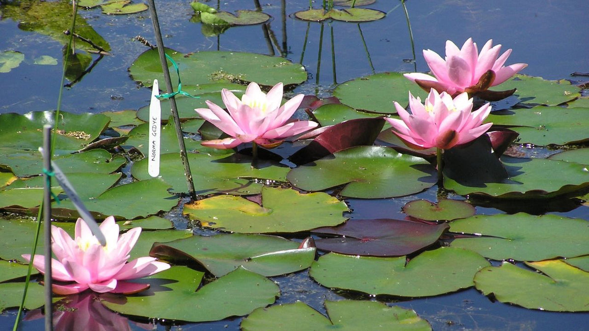 How to Plant Water Lilies & Pond Plants (Even in Deep Water)