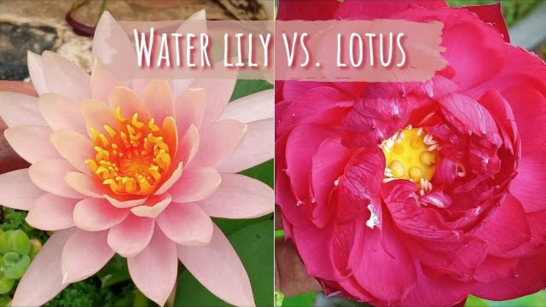 Lotus vs. Water Lily: Key Differences & Which to Grow in Your Pond