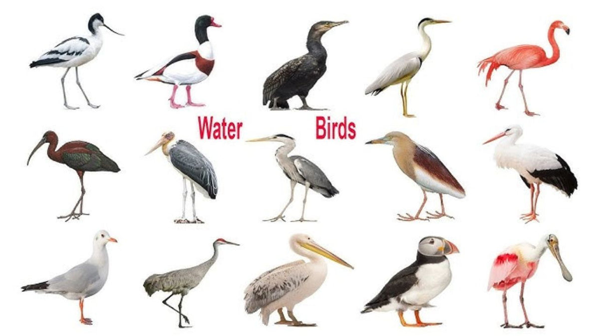 diving birds list