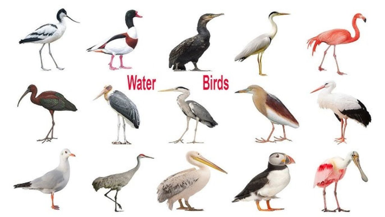 Pond Birds 101: Names, Types & How to Identify Water Birds
