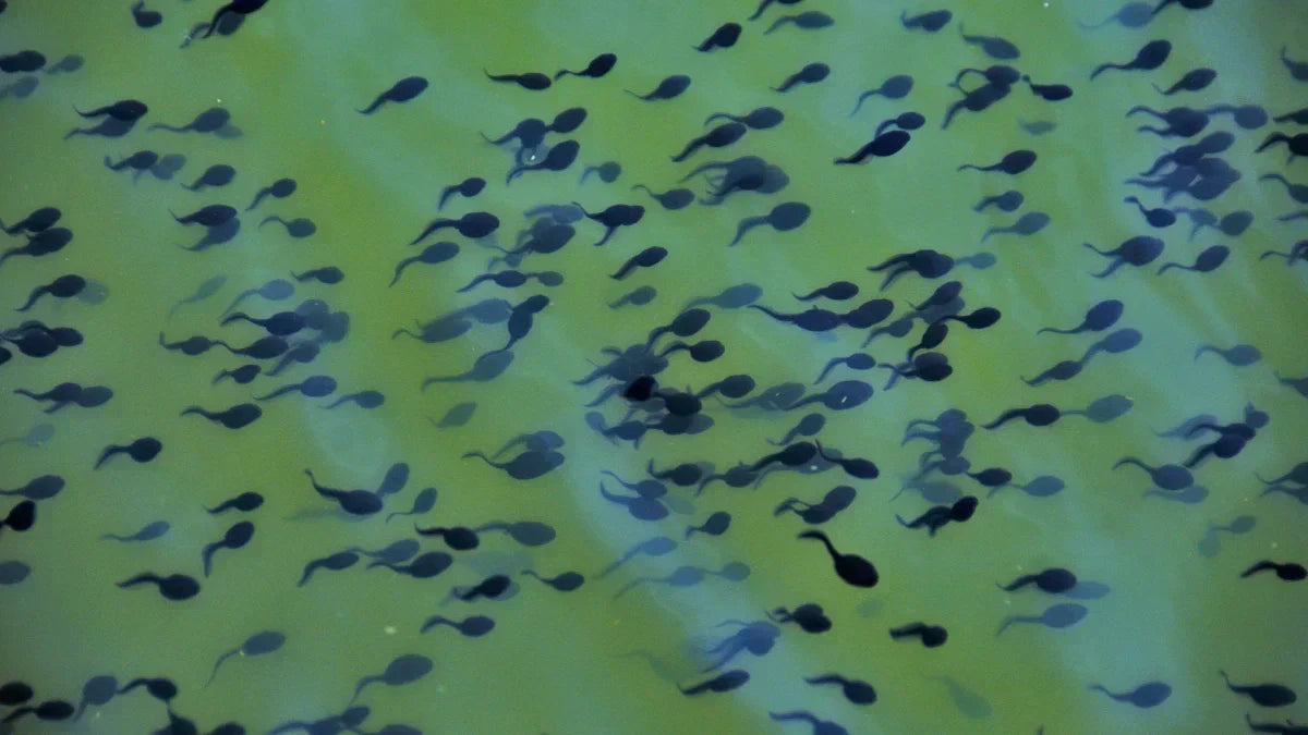 Tadpoles in Pond: What to Know & How to Manage Them – Poposoap