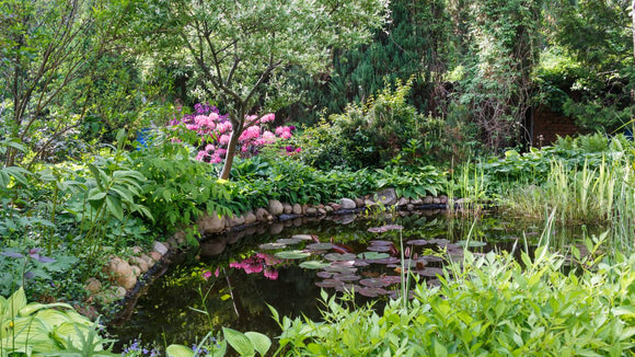 Best Shade Pond Plants | Top Aquatic Plants for Low-Light Ponds