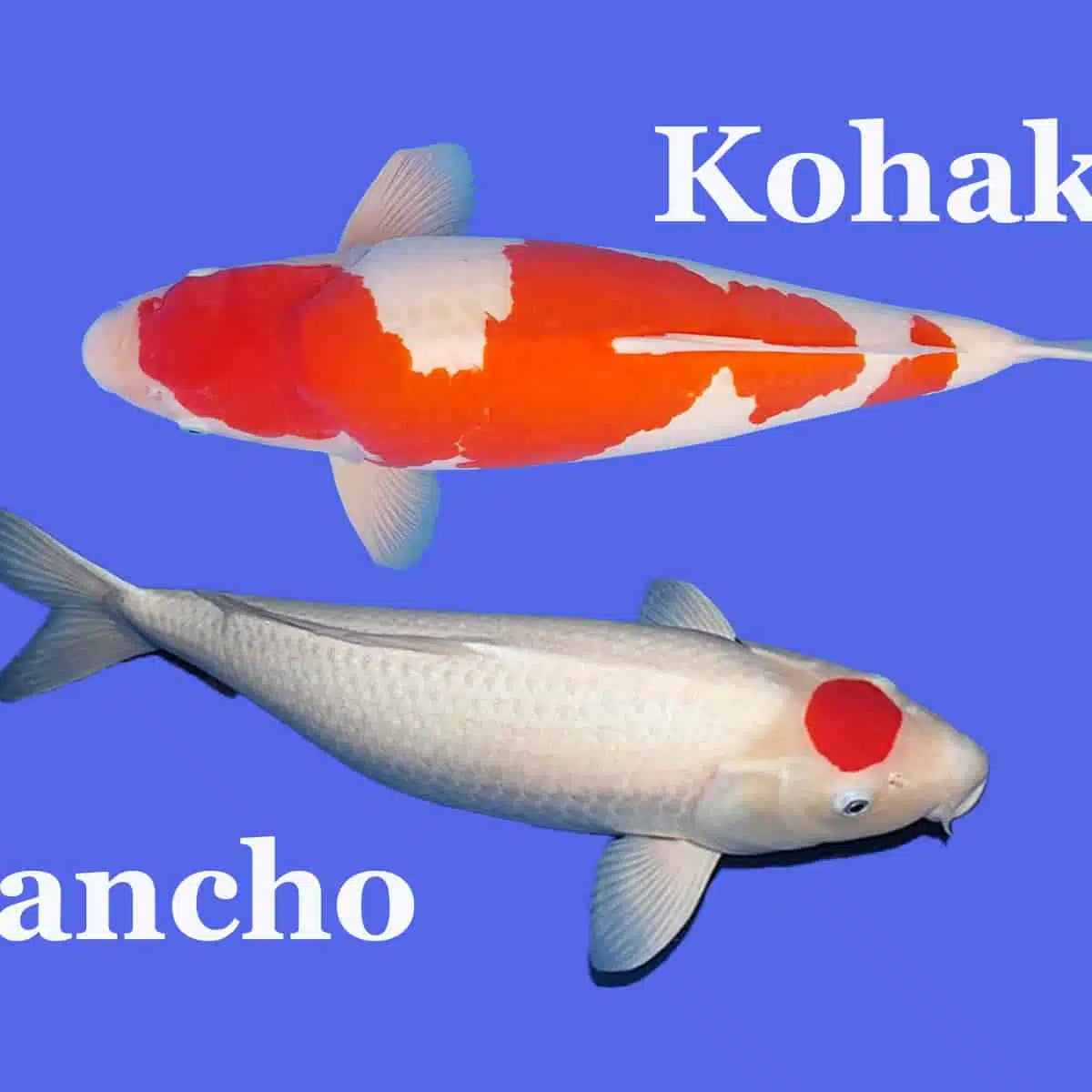 koi identification chart