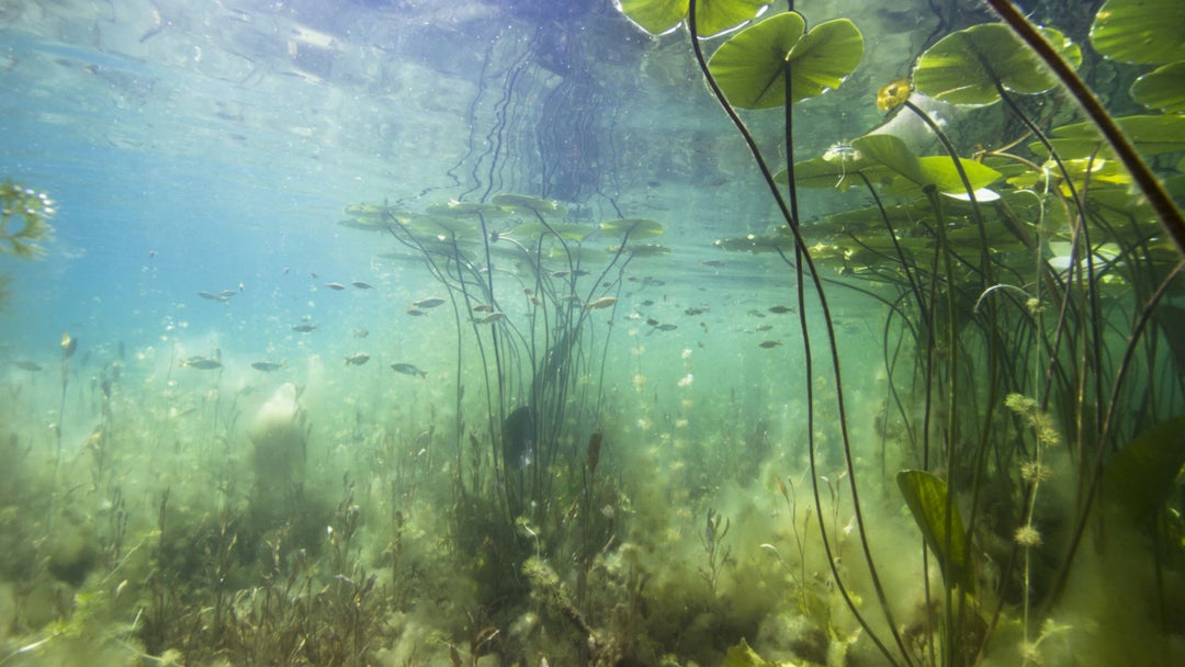 Underwater Pond Plants: A Guide to Boost Your Pond’s Ecosystem – Poposoap