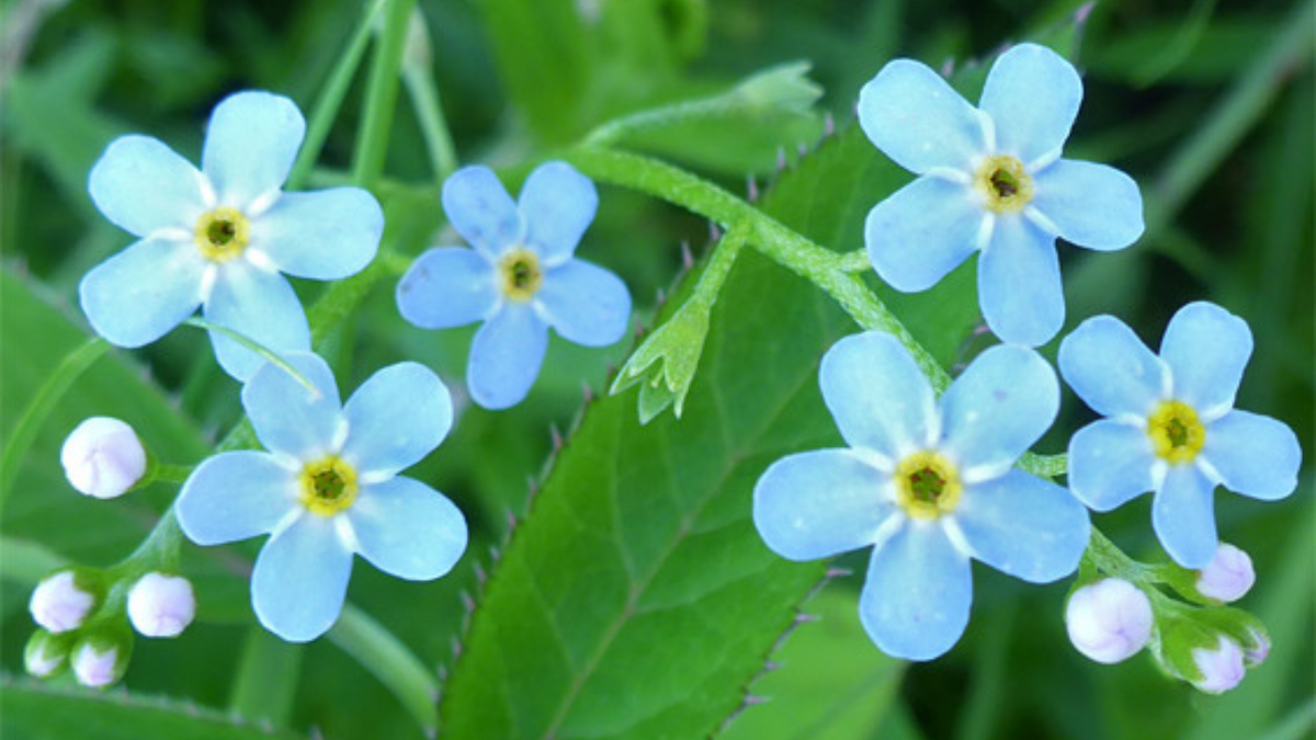 Forget Me Not Plants Garden Ready Forget-me-not Shallow Water Plant ...