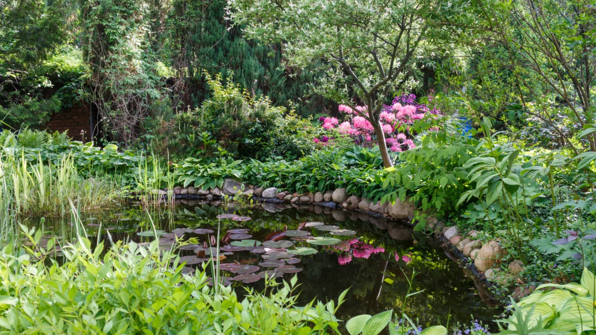 Why Are My Pond Fish Hiding? 7 Common Causes & Easy Fixes