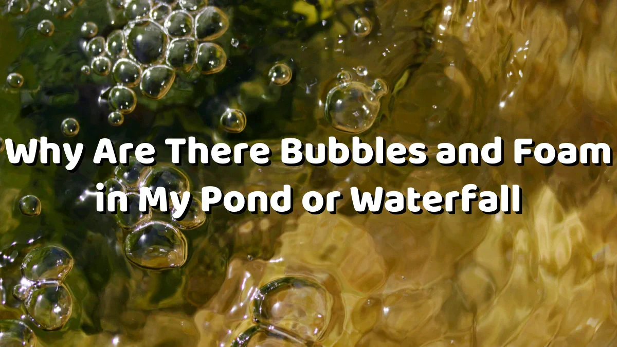 Pond Foam and Bubbles: Causes and How to Get Rid of Them