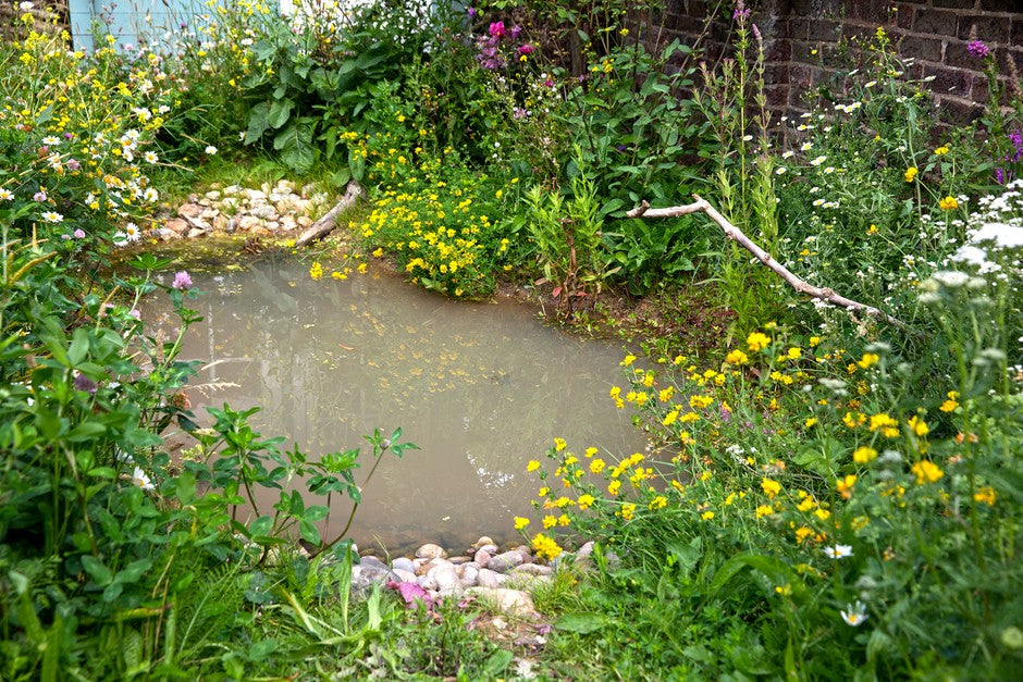 How to Create and Maintain a Wildlife Pond – Poposoap