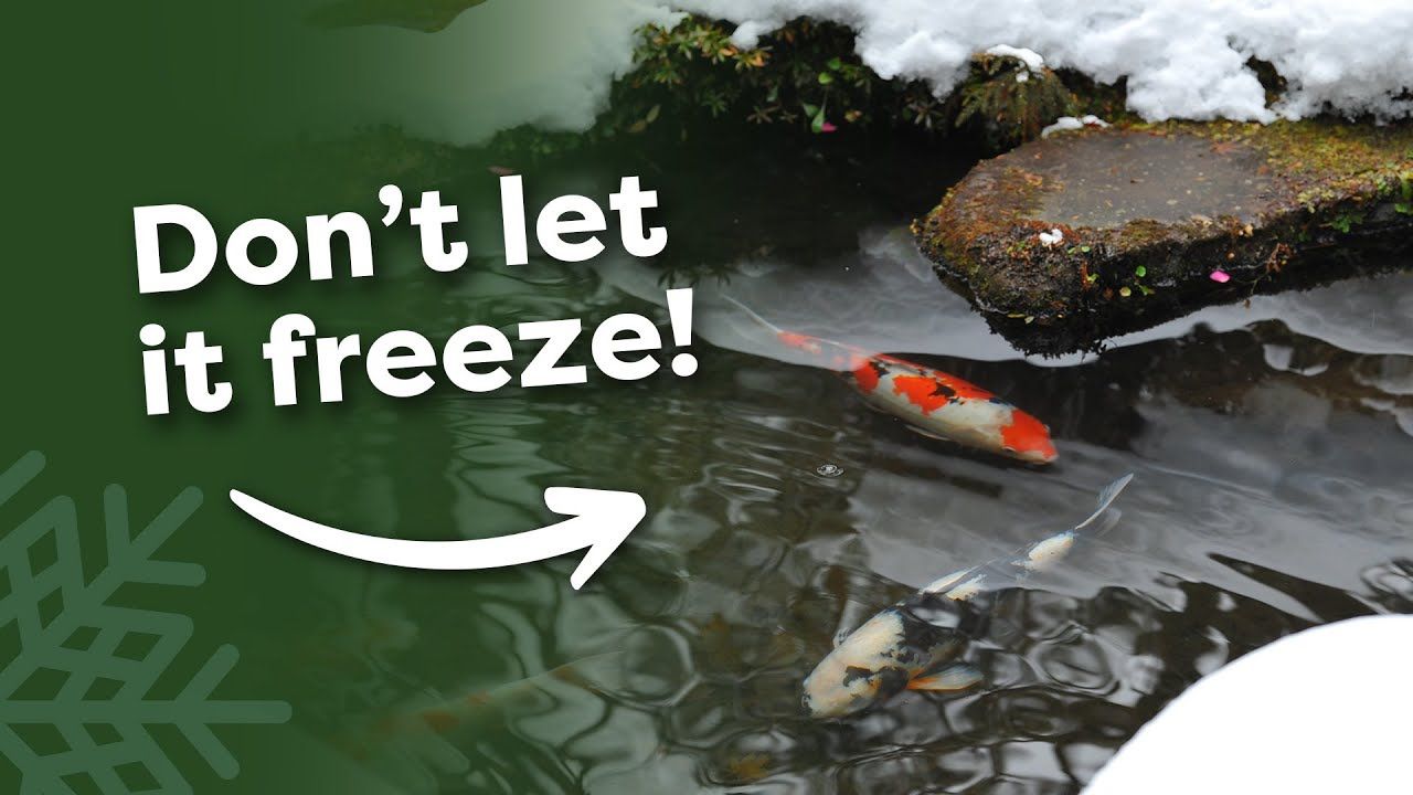How Do Fish Survive Winter? Help Your Koi Thrive in Cold Months