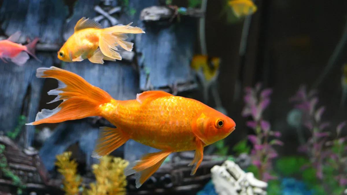 Why Your Goldfish Keeps Dying & How to Save It in Time