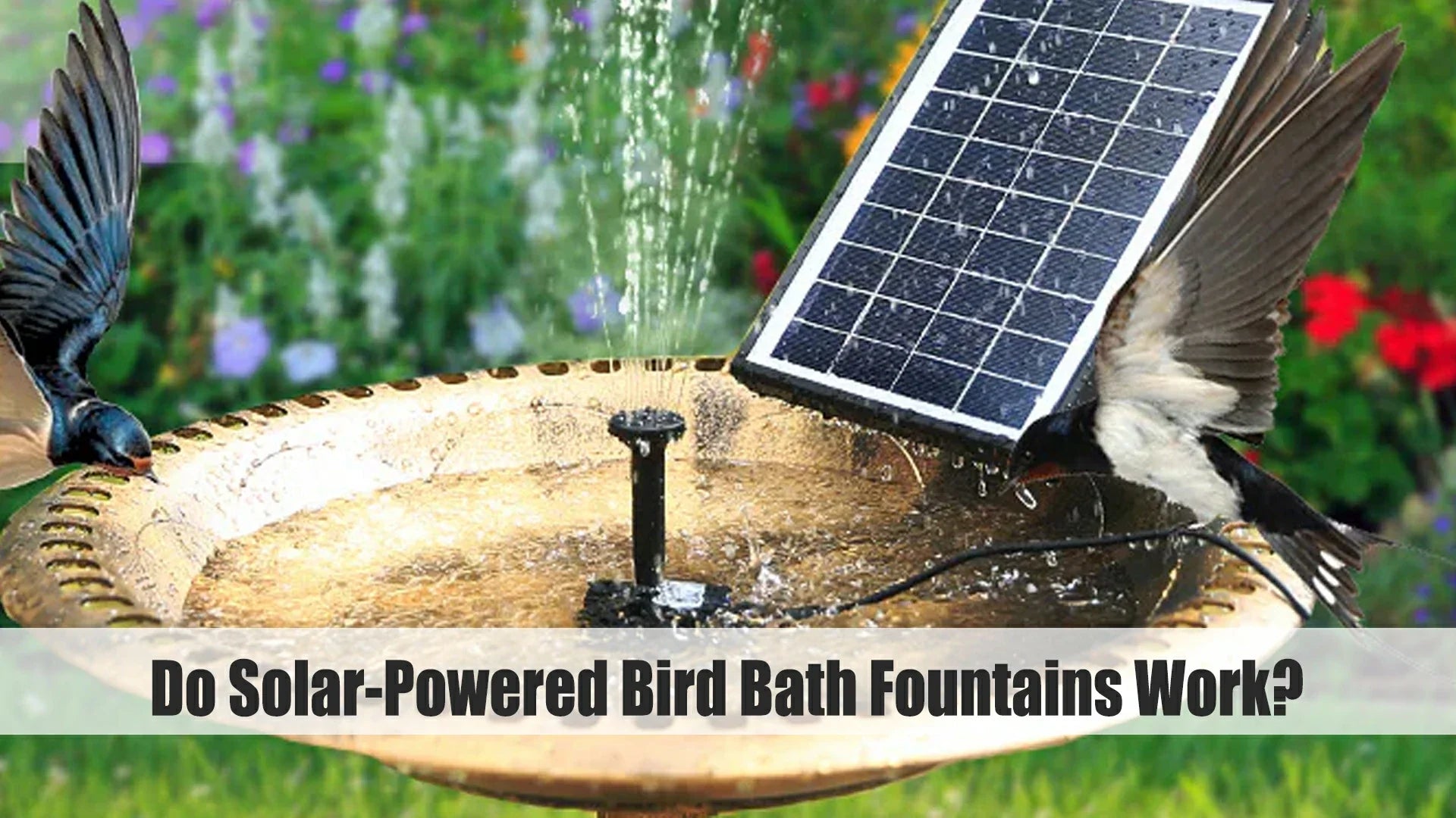 Do Solar-Powered Bird Bath Fountains Really Work?