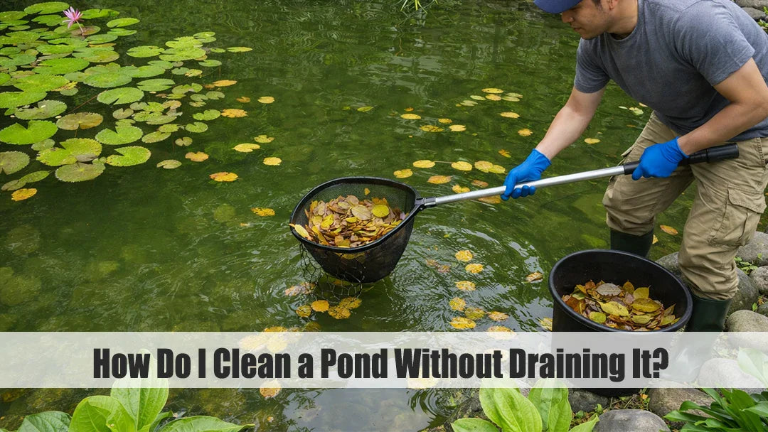 Clean a Pond Without Draining: Safe Methods for Fish