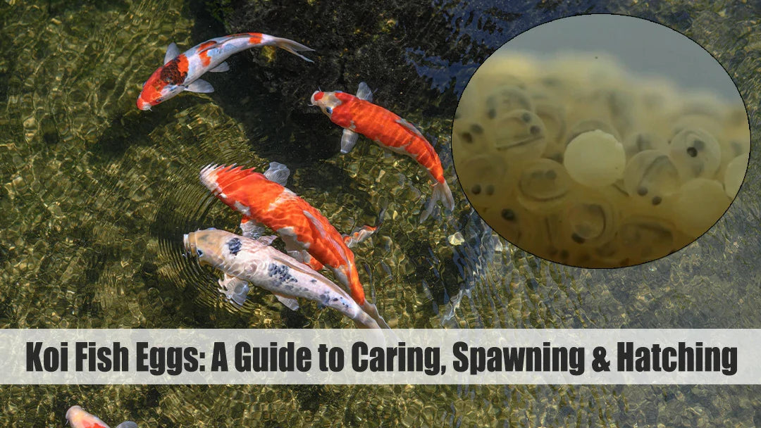 Koi Fish Eggs: Spawning Signs, Care Tips & Hatching Timeline