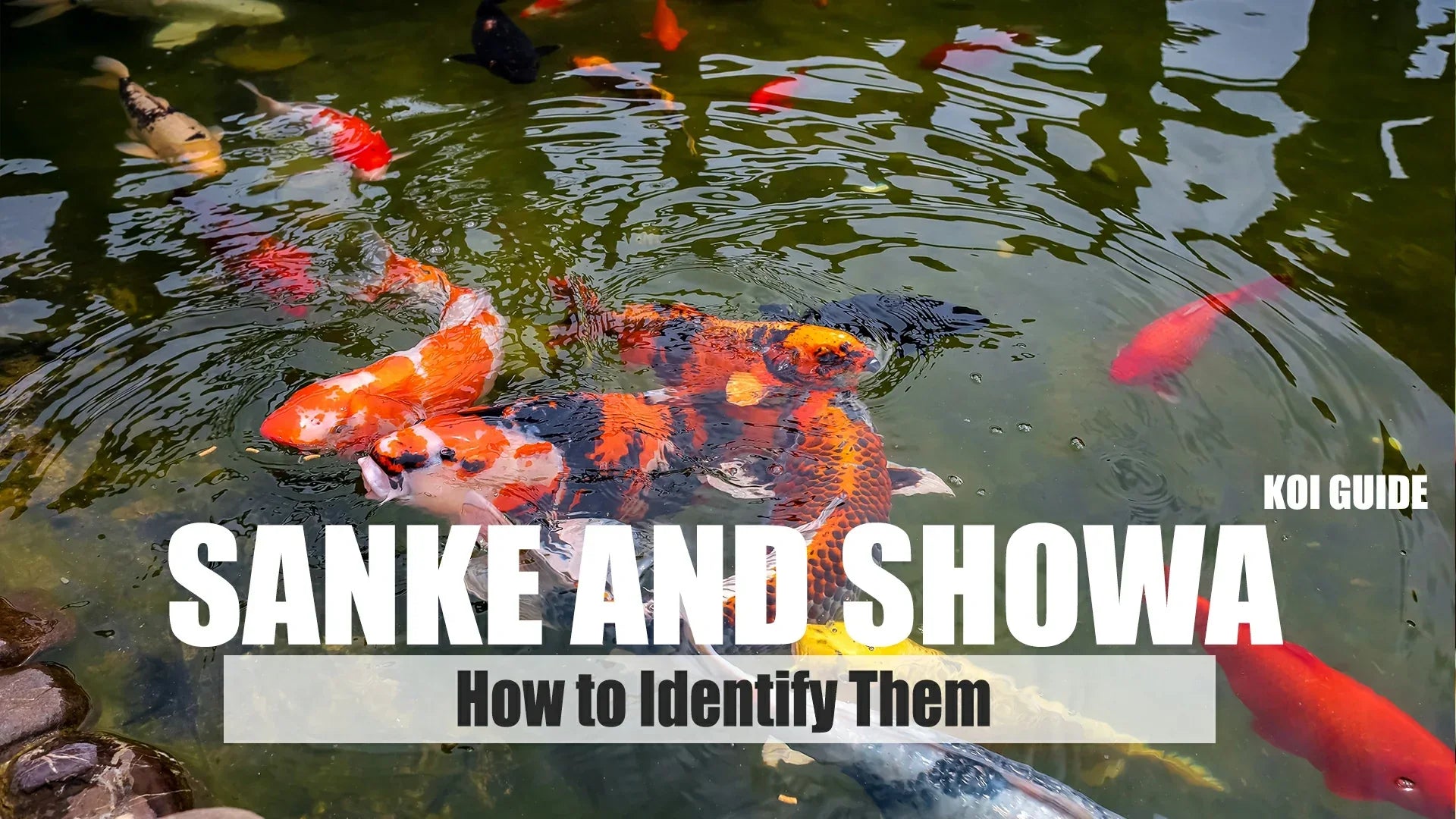 Sanke vs Showa Koi: Key Differences, Patterns & Identification Tips