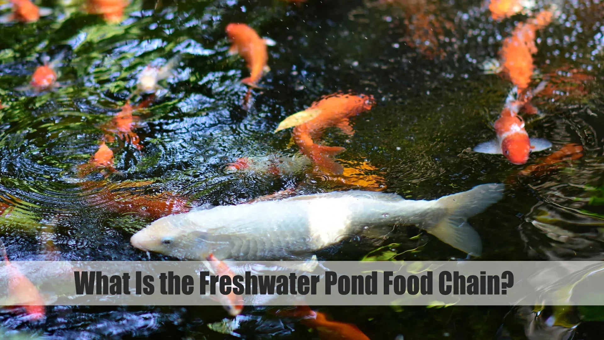 Freshwater Pond Food Chain Explained: A Simple Guide for Pond Owners