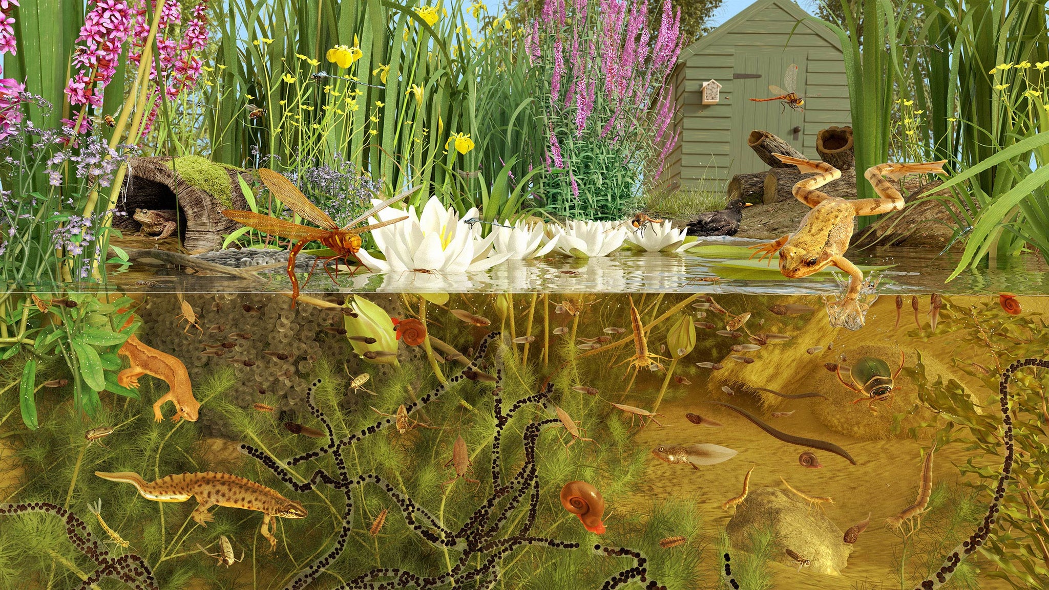 What Living Things Live in a Pond? A Look at Pond Ecosystems